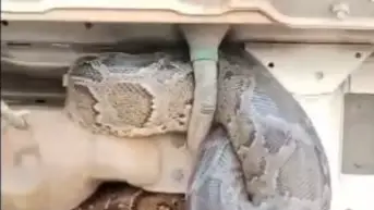 Watch: Python Travels 98 km from UP to Bihar Hidden in Truck Engine ...