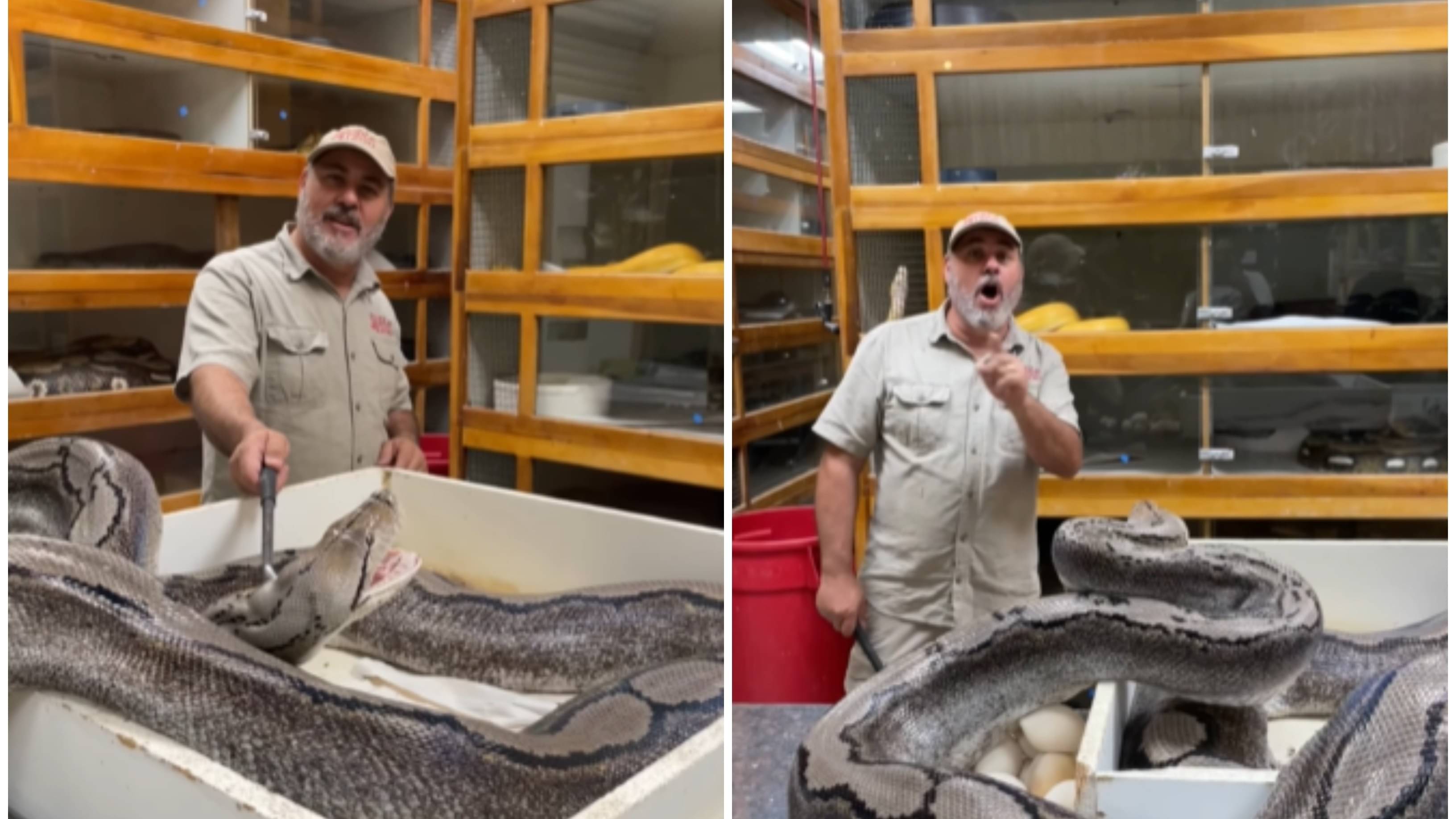 Viral Video Shows Python Attack Snake Handler Multiple Times | Watch | Republic World