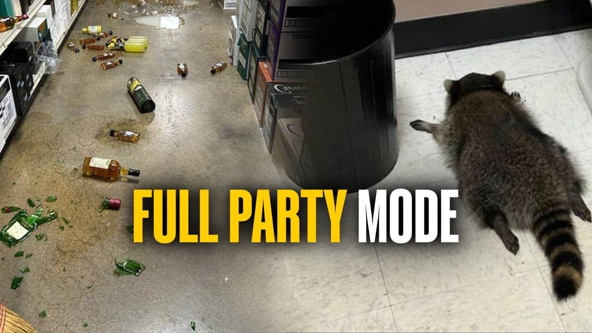 Raccoon Breaks Into Liquor Store, Goes On 'Drunken' Rampage And Passes ...