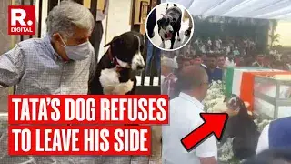 Ratan Tata’s Adopted Dog ‘Goa’ Refuses To Leave His Side, Bids Him ...