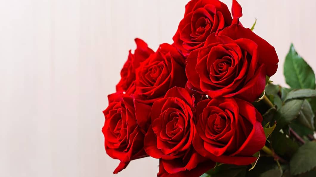 Rose Day 2025: White, Red, Pink And More, Types And Colours Of Roses ...