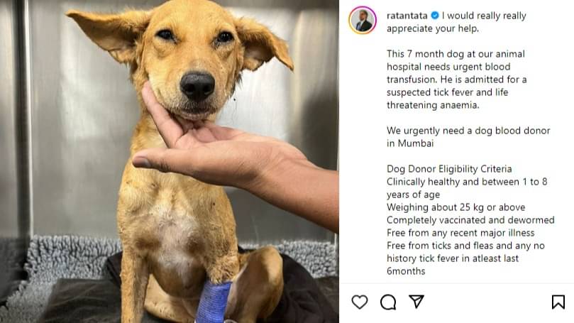 Industrialist Ratan Tata Seeks Blood Donor for Young Ailing Dog in ...