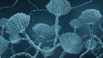Fungi Adapt To Body Heat And Resist Drugs: Is It A Cause Of Concern ...