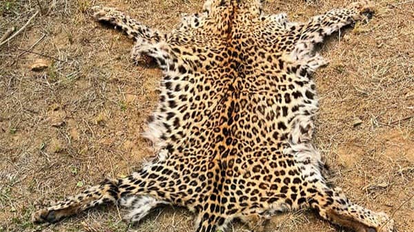 Smuggler Arrested In Odisha For Illegal Possession of Leopard Skin ...