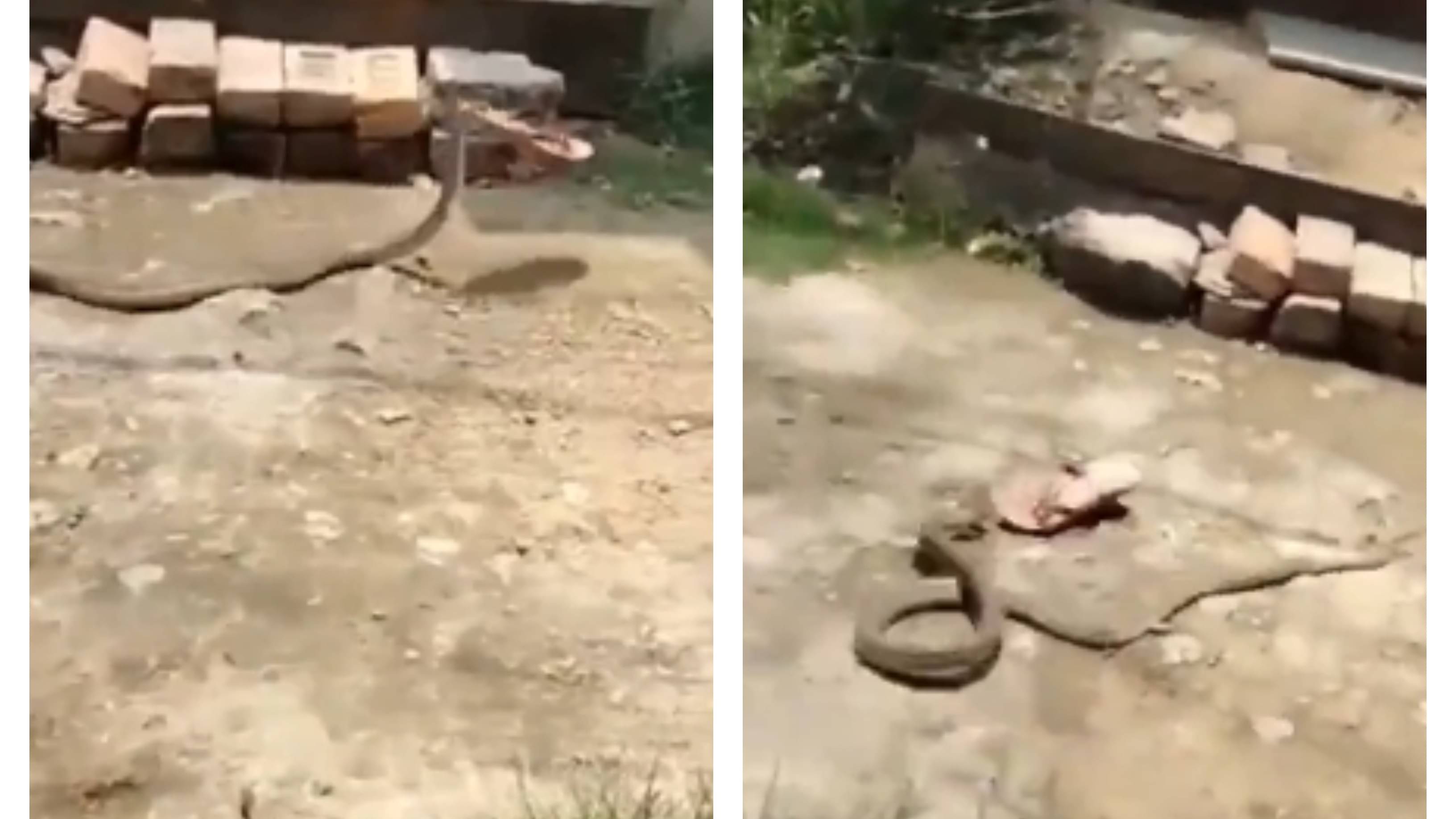 Chappal Chor Saanp: Reptile Runs Away with Slipper in Viral Video ...