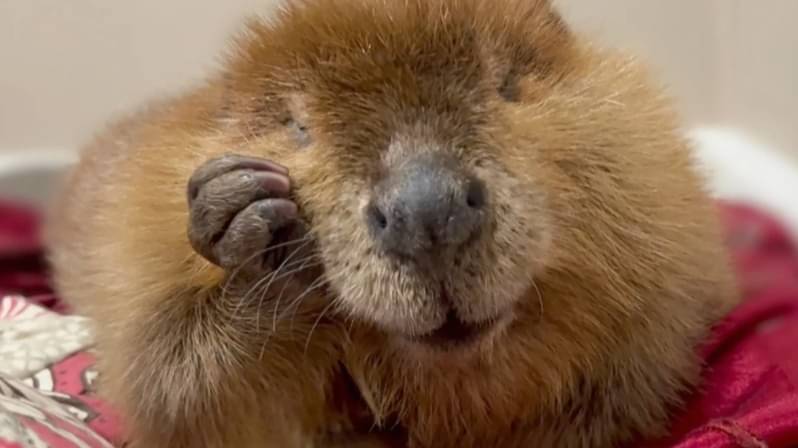 Nibi the ‘Diva’ Beaver to Stay at Rescue Center, Massachusetts Governor ...