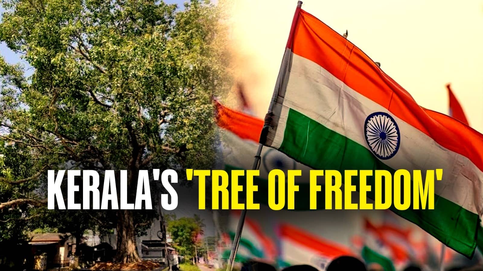 Planted On August 15, 1947, Kerala’s Freedom Tree Is Living Symbol of ...