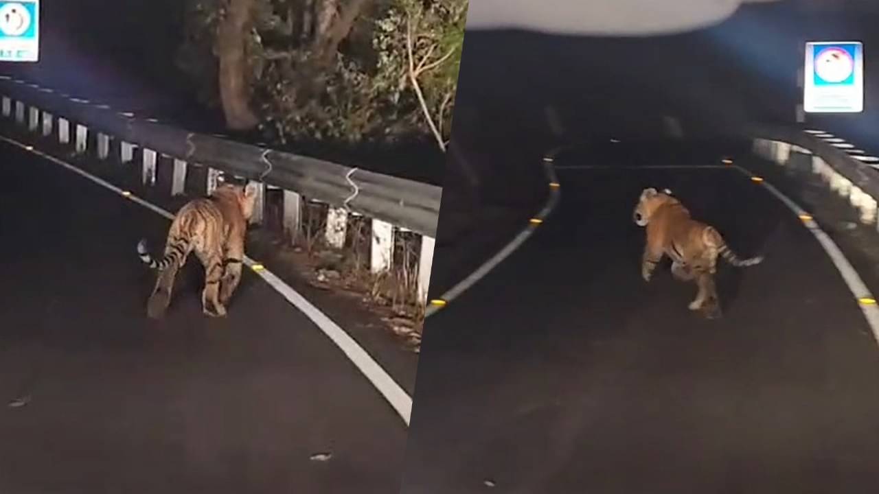 Tiger Terror In Nainital: Royal Bengal Spotted Taking A Stroll On Road, Tourist Captures Video ...