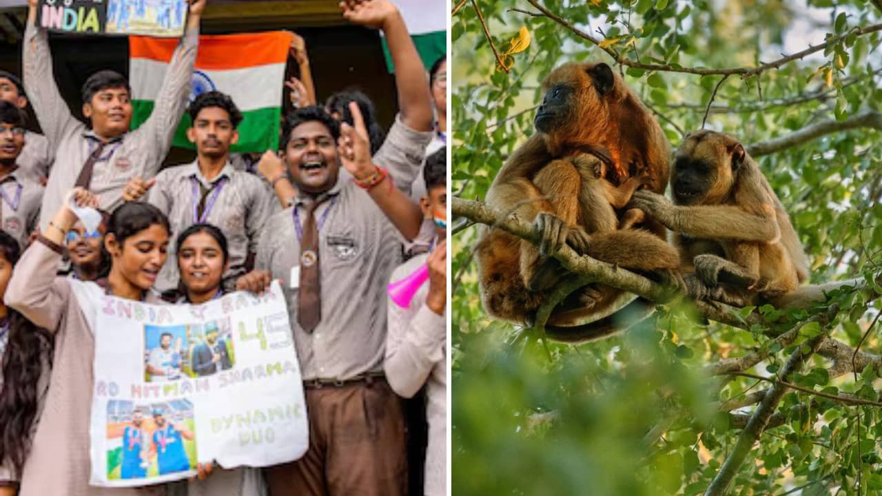 IND vs BAN: UPCA Takes Bizarre Step To Keep Monkey Menace In Check For ...