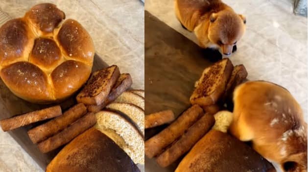 Viral Video of Bread Coming 'Alive' Hits 250 Million Views, But Viewers ...
