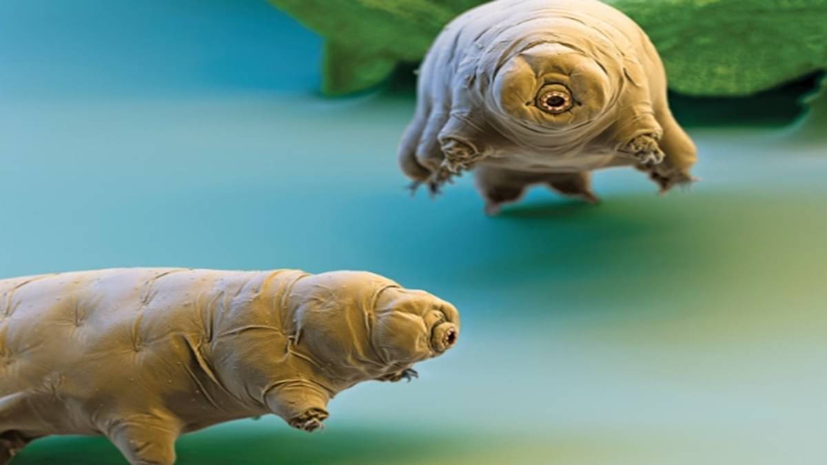 What Are Water Bears? The Tiny Creatures ISRO May Send to Space With ...