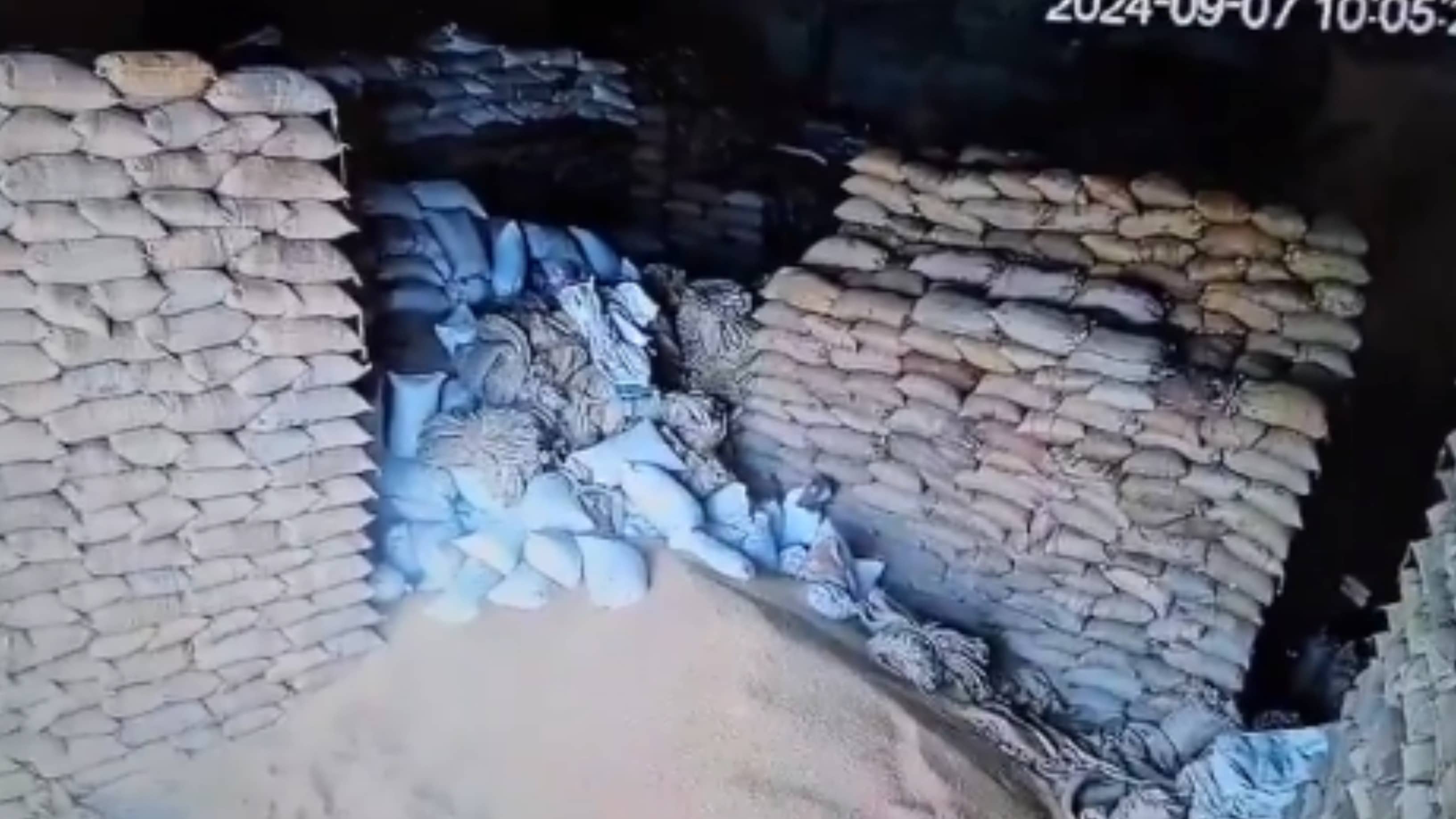 Caught on Cam: Wheat Sacks Fall on 5 Labourers in Gujarat Godown, 1 ...
