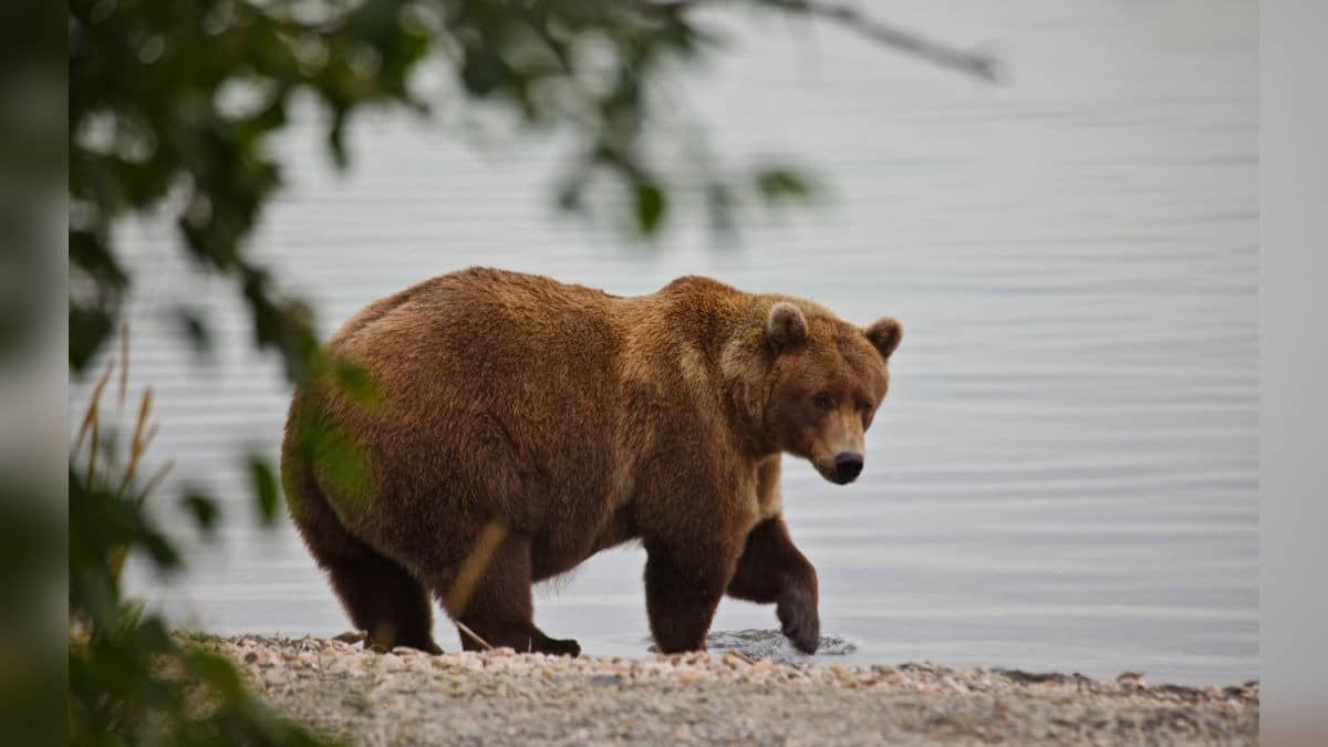 Who’s the Fattest Bear in Alaska? Fat Bear Week 2025 Voting Begins ...