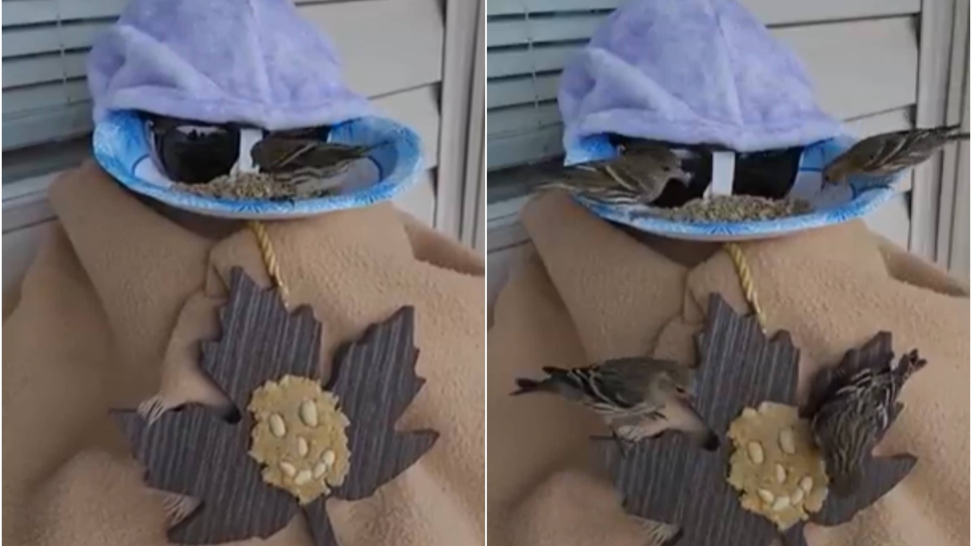 Human Bird Feeder Is Here! Woman Wins Hearts With Viral Wholesome ...