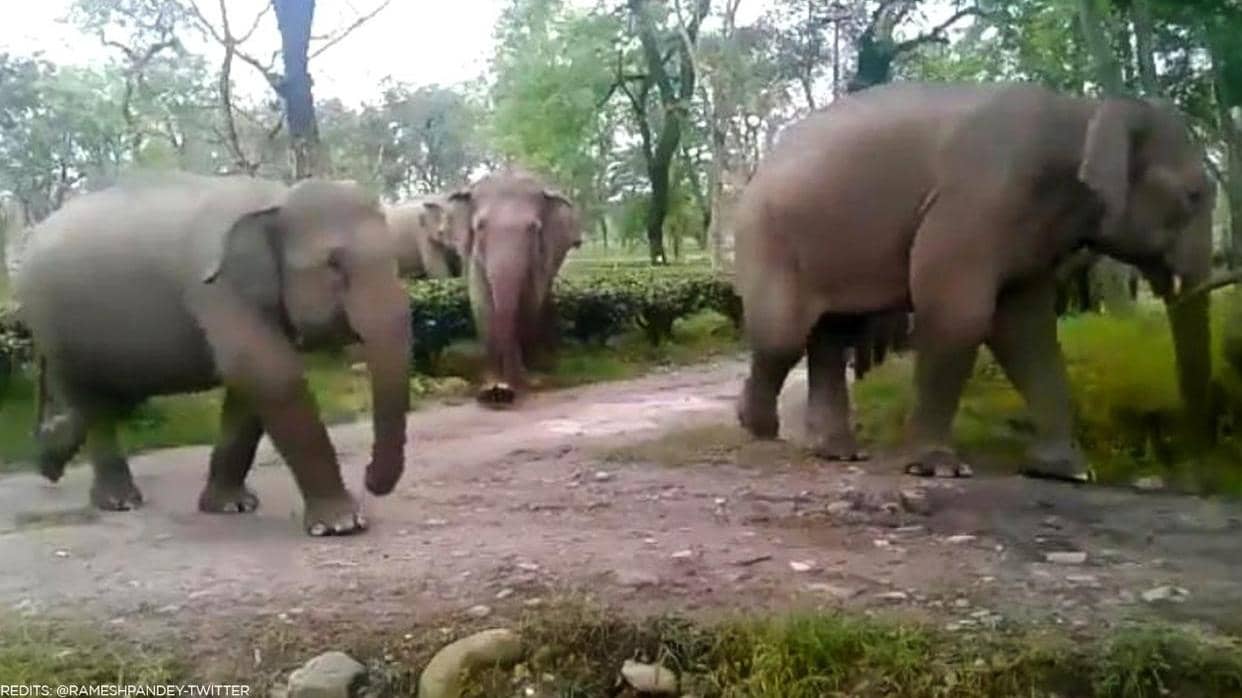 जंगल में एक साथ सैर पर निकले सैकड़ों हाथी, झुंड देख लोग बोले- "क्या ...