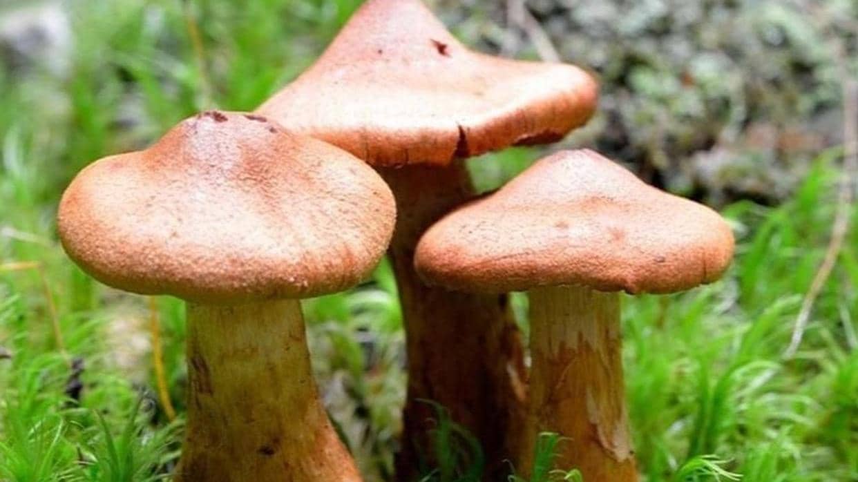 Assam Poisonous Mushrooms: जहरीला मशरूम खाने से एक बच्चे समेत 3 लोगों ...