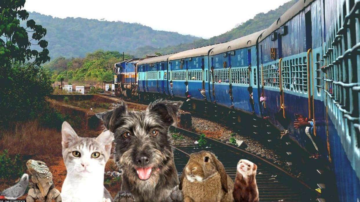 IRCTC Pet Tickets: अब पालतू जानवर भी कर सकेंगे ट्रेन में सफर! जानिए ...