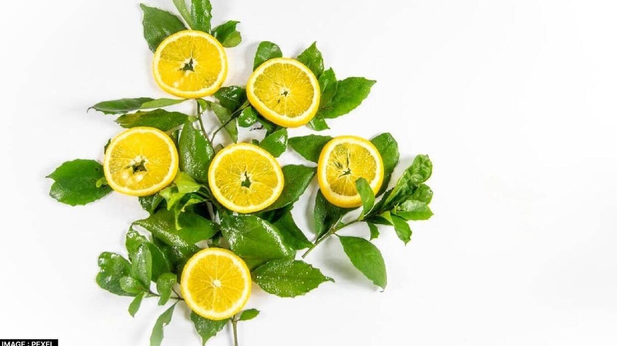 Nimbu Leaves: नींबू का रस ही नहीं इसकी पत्तियां भी हैं सेहत के लिए ...