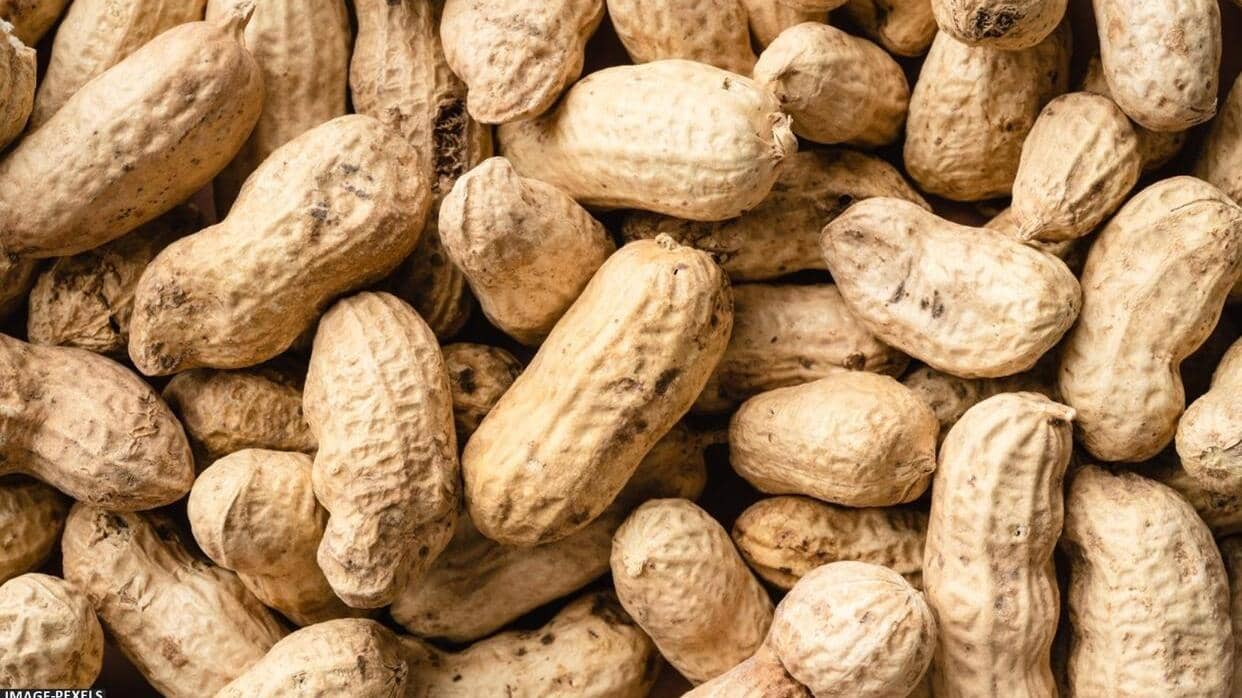 Benefits of Moongfali: ठंड के मौसम में खाना शुरू कर दें मूंगफली, सेहत ...