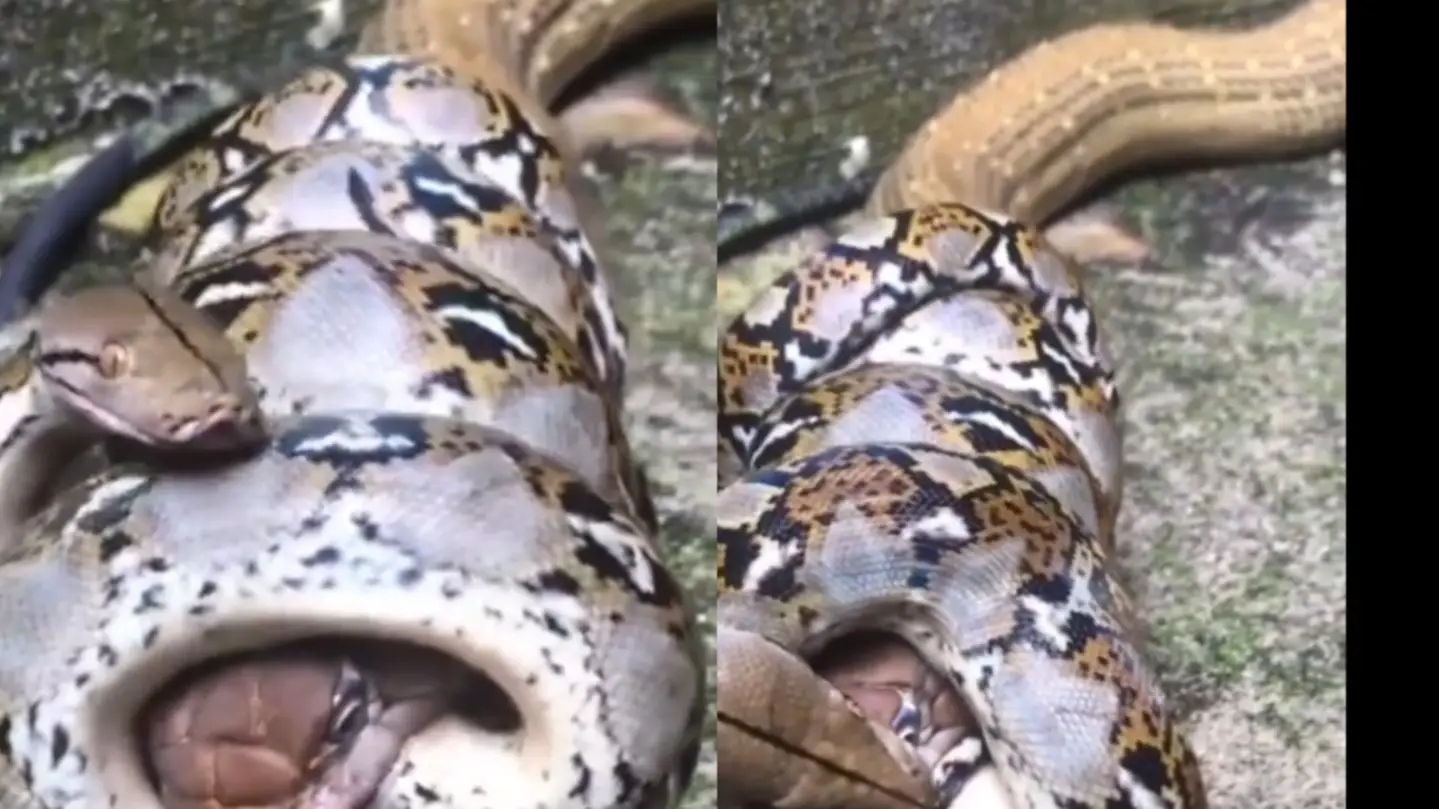 दो सांपों की खौफनाक लड़ाई! जब किंग कोबरा को अजगर ने दबोचा, नाग ने भी ...
