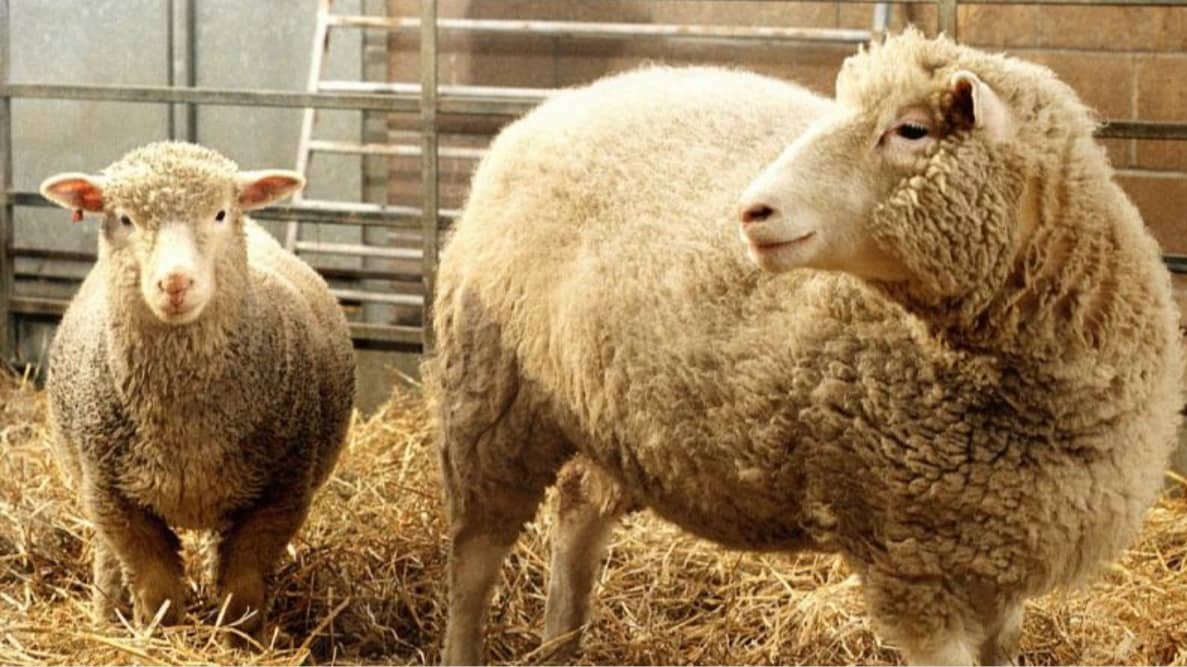 27 साल पहले आज ही के दिन दुनिया को मिली थी पहली 'क्लोन' भेड़ डॉली ...