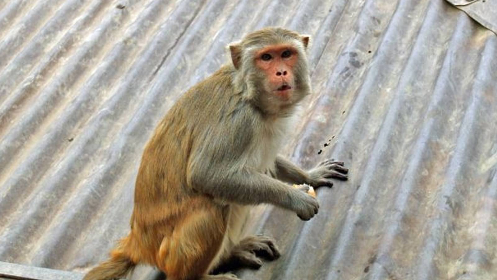 Monkey Dies of Electrocution in MP village; Locals Hold Traditional ...