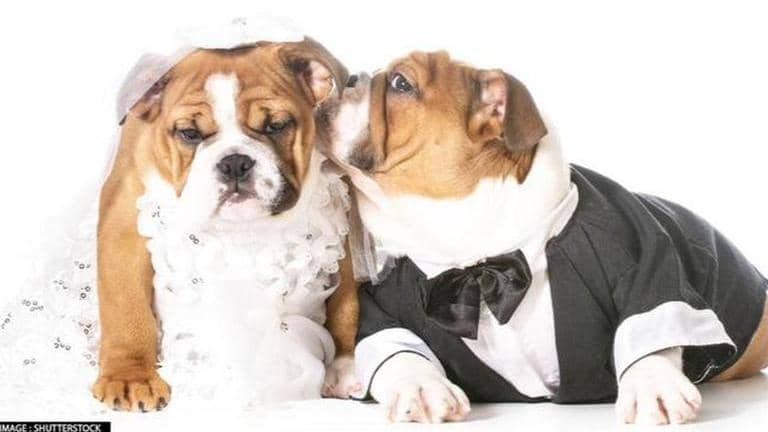 Delhi to witness unique wedding: Dogs 'Sweety and Sheru' to tie knot ...