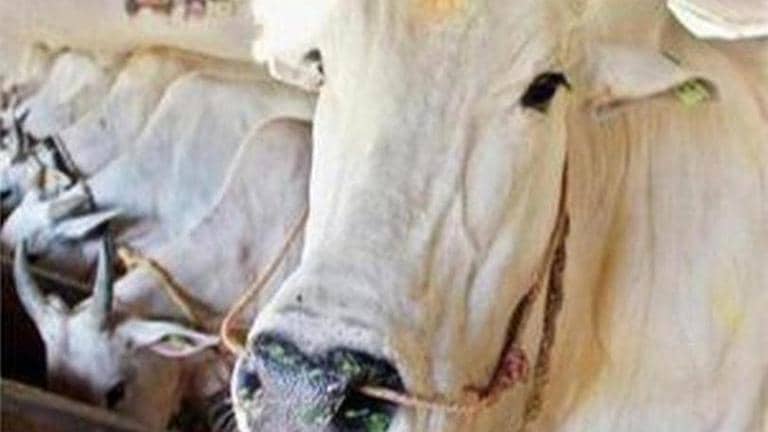 Cow smuggler's property seized in Muzaffarnagar- Republic World