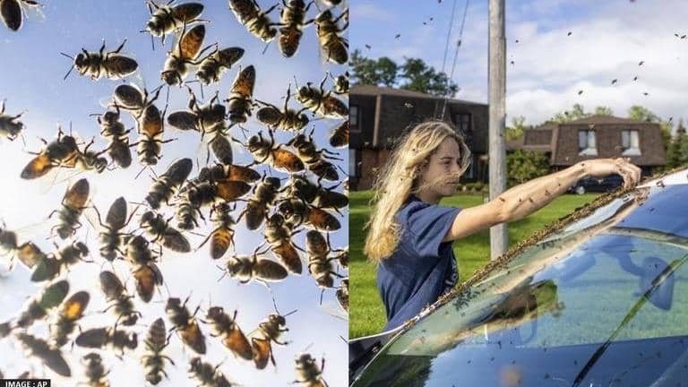 'Quite a scene!': Millions of 'angry' bees take over street in Canada | Republic World