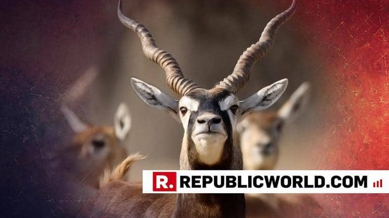 Six Black Bucks Found Dead In Sayaji Baug Zoo In Vadodara | Republic World