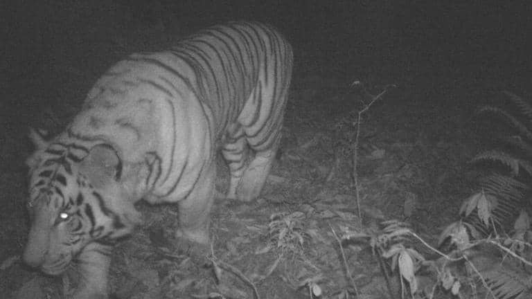 Tiger caught on camera for the first time in Sikkim | Republic World
