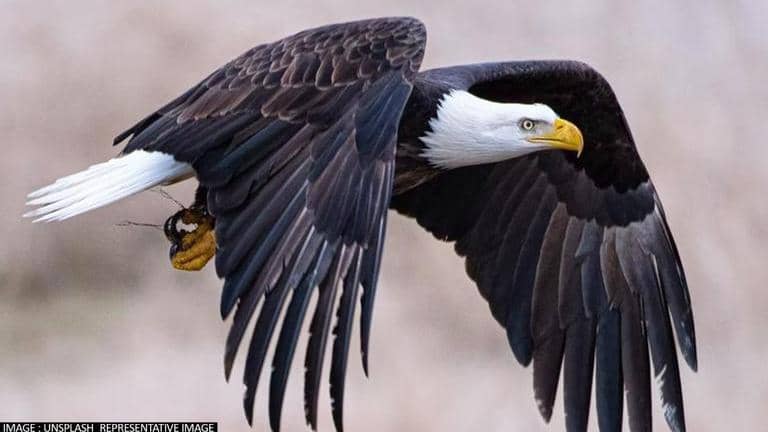Australia: Scientists discover 25mn-yr-old fossil of extinct eagle ...