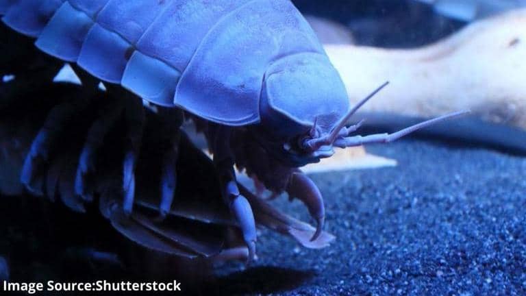 Huge Darth Vader Bug Species found near Indonesian waters; Read here ...