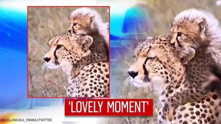 Cheetah cub plays with mother in wild, the adorable video leaves ...