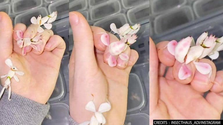 WATCH: Insects mimic orchid flowers to blend in surroundings; leave ...