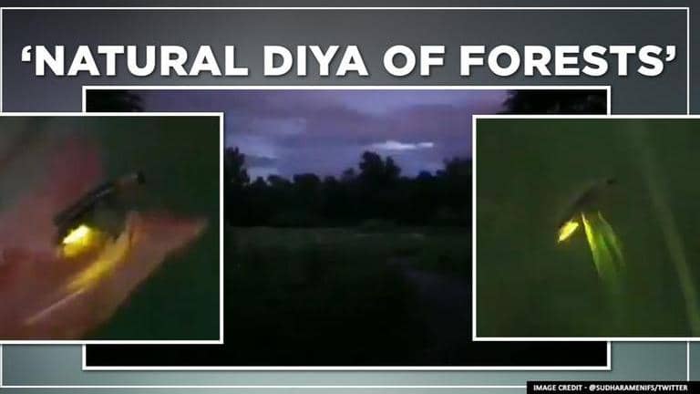 'Ever seen Diya of forests?': IFS officer shares amazing video of ...