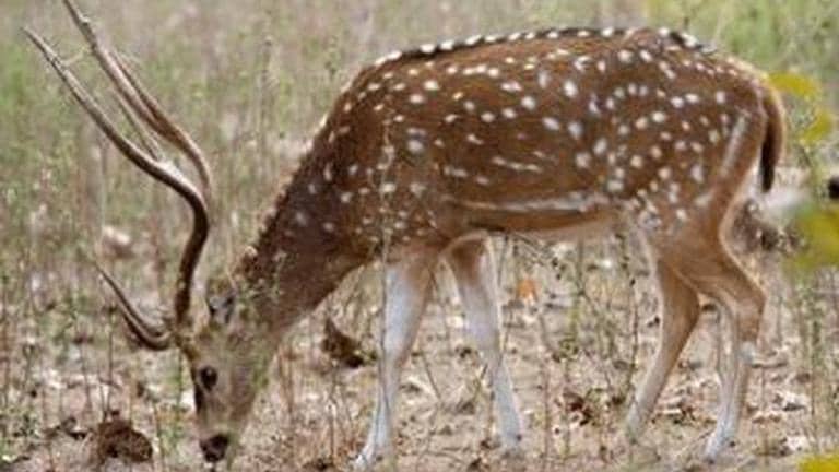 Jharkhand: Soft-release centres for Cheetals coming up at Palamu Tiger ...