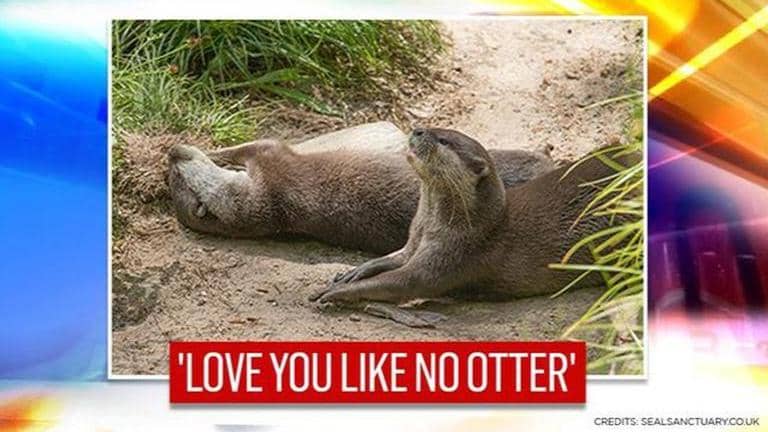 Lonely otter finds love after sanctuary set him up on dating site built ...