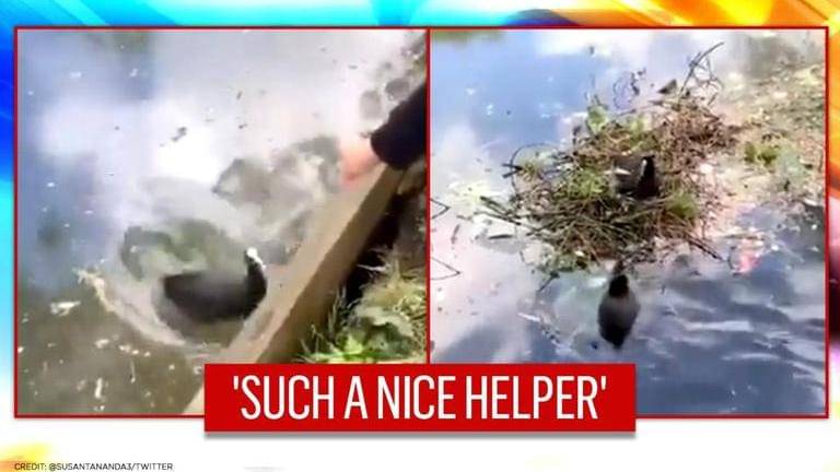 Video: Little boy helps ducks in building a nest, netizens hail 'nice ...