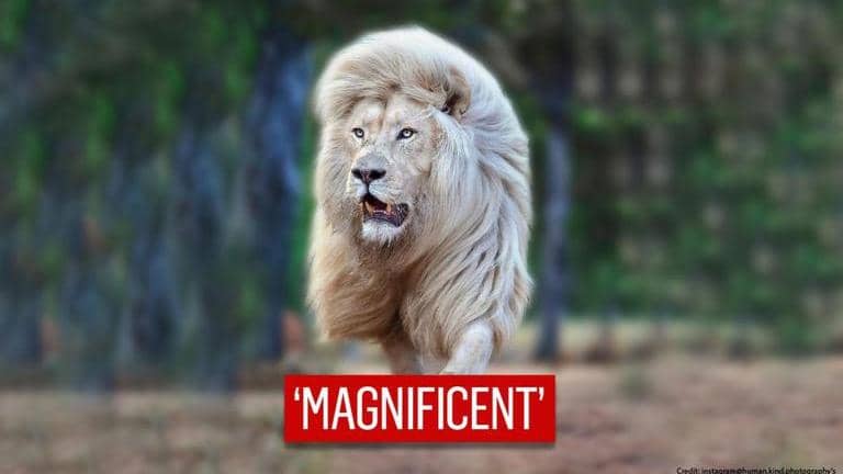 White lion shows off his majestic mane in breathtaking pics, netizens ...