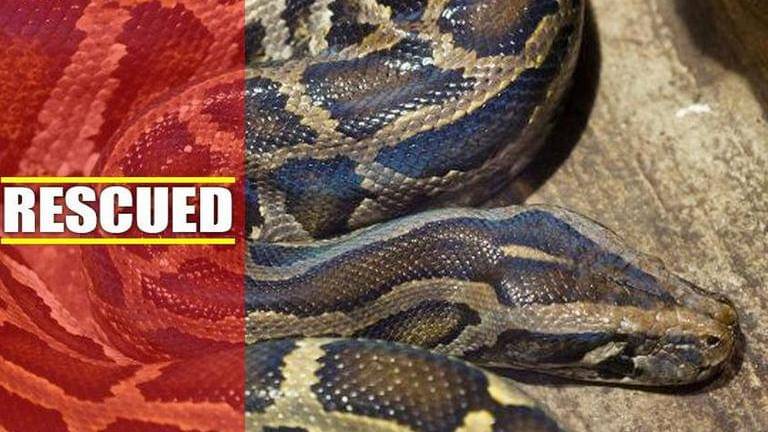 Nine-foot Python gobbles up a cat in a Gujarat village, rescued ...