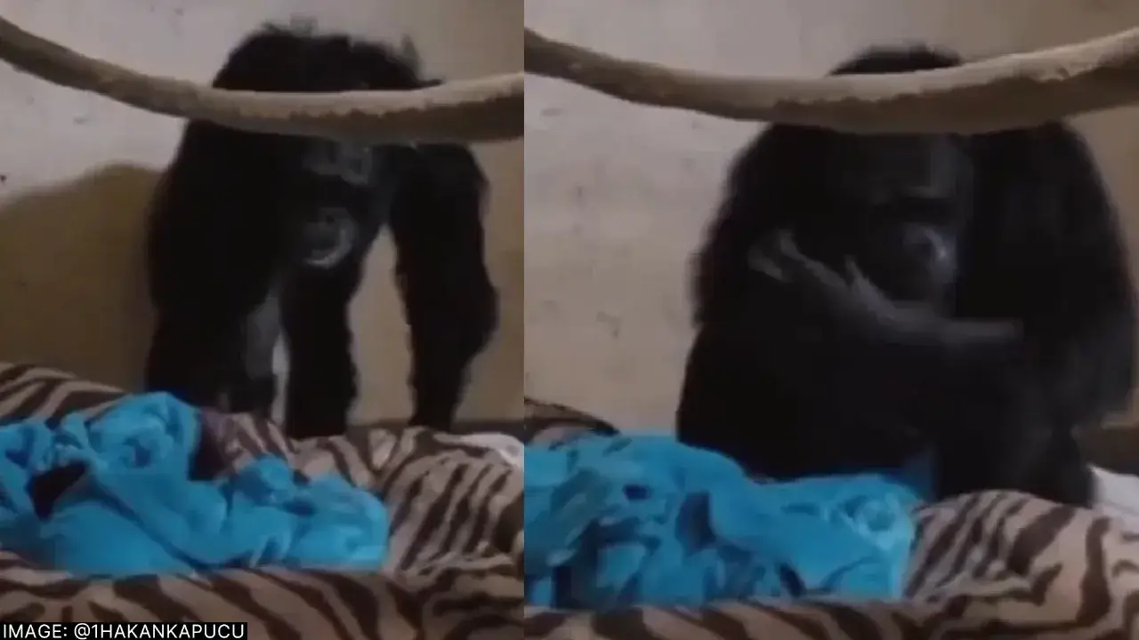 WATCH: Mother Chimpanzee Reunites With Baby After Emergency C-Section ...