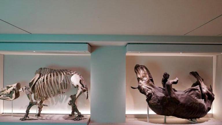 Newly-discovered dinosaur species with parrot-like beak & two fingers ...