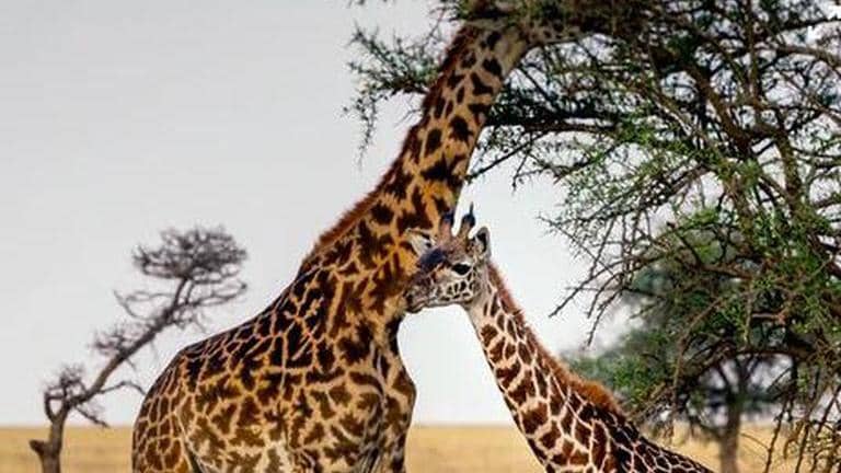 2 giraffes in Kenya park electrocuted by power lines | Republic World