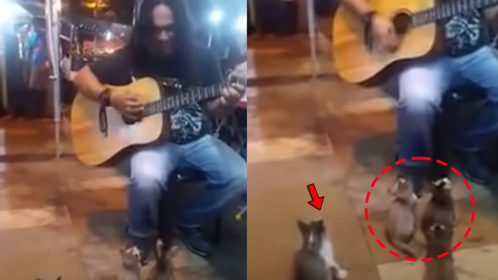 Viral Video: Cats Steal the Show by Sitting Still at a Music Concert ...