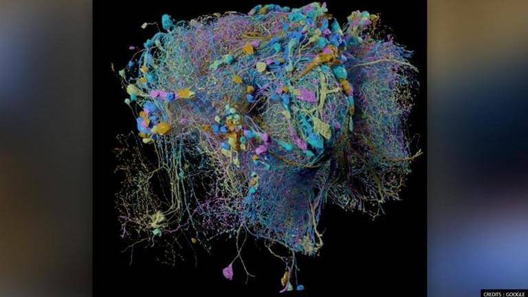 Google creates 'most intricate' mapping of the human brain; Here's how ...