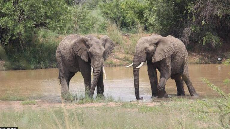 Two elephants killed, one injured after being hit by goods train in ...