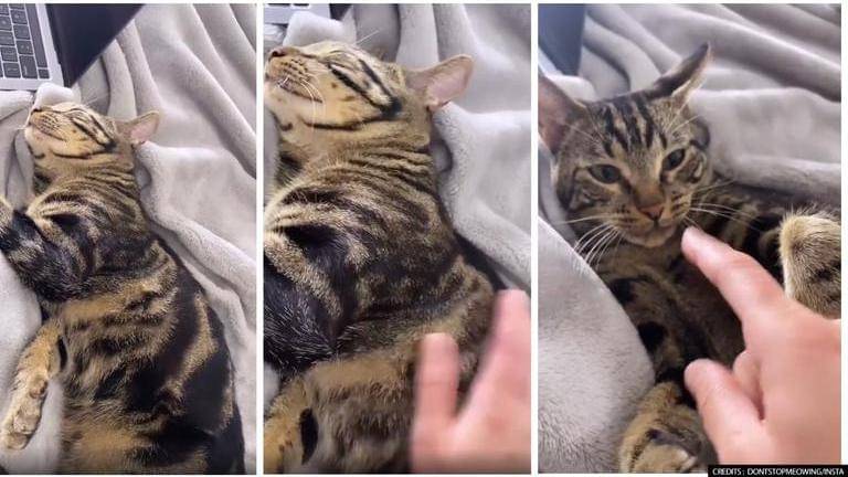 Cat fakes sleep to avoid bathing, netizens call it 'oscar-winning ...