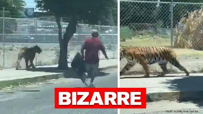 Mexico: Men chase and capture tiger on streets, watch video | Republic ...