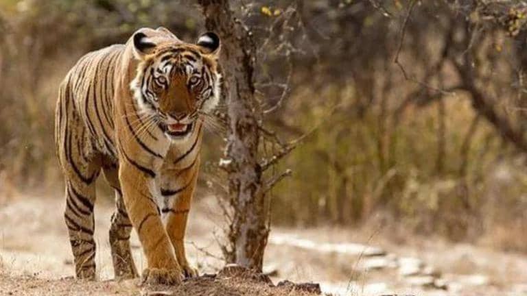 Maharashtra: Woman killed by tiger; 50 dead in Chandrapur this year in ...